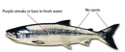Notable BC Freshwater Fish - Province of British Columbia