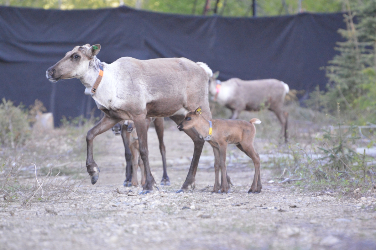 Southern Mountain Caribou Rearing in the Wild - Province of British ...