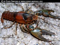 Invasive invertebrates other than insects and spiders - Province of ...
