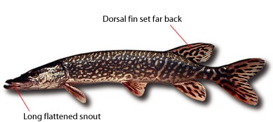 Notable BC Freshwater Fish - Province of British Columbia