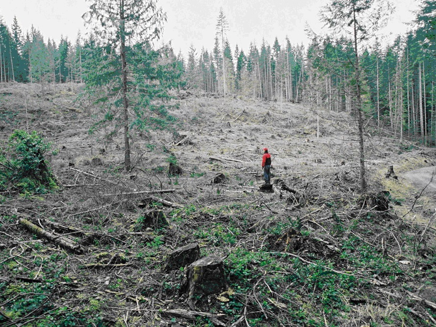 Modified Patch Cut - Province of British Columbia