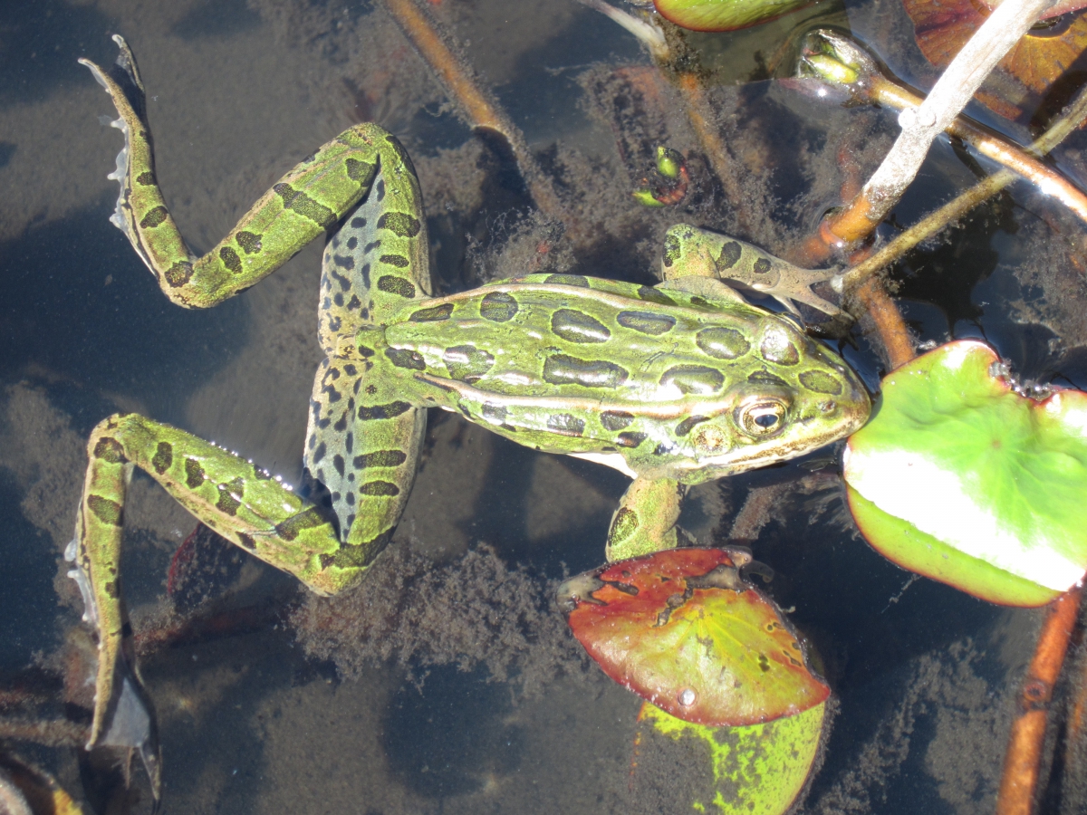 Northern Leopard Frog - Province of British Columbia