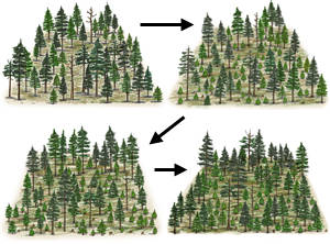 Part 3 - Variations of silvicultural systems - Province of British Columbia