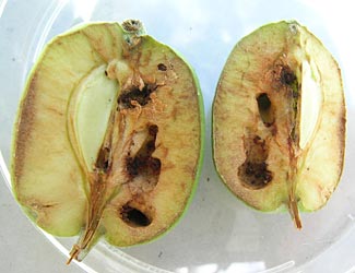 Prevention and Management of Apple Maggot in Commercial Apple Orchards ...