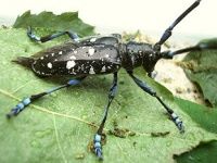 Invasive insects and spiders - Province of British Columbia