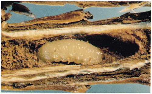 Lodgepole pine terminal weevil - Province of British Columbia