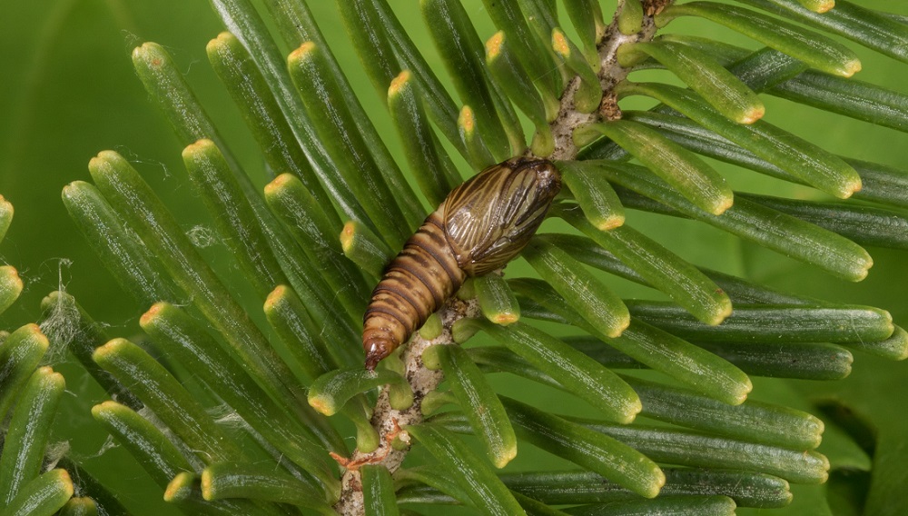 Eastern spruce budworm - Province of British Columbia
