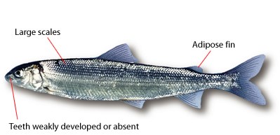 Notable BC Freshwater Fish - Province of British Columbia