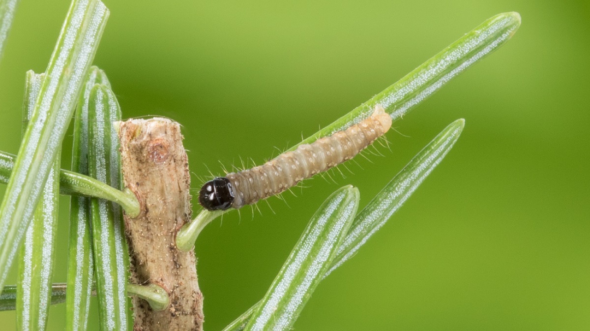 Eastern spruce budworm - Province of British Columbia