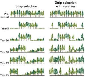 Part 3 - Variations of silvicultural systems - Province of British Columbia