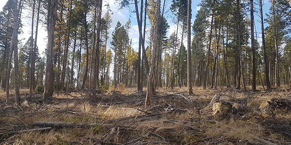 Fire Weather Index System - Province of British Columbia