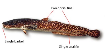 Notable BC Freshwater Fish - Province of British Columbia