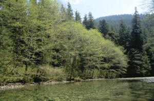 Red alder - Province of British Columbia