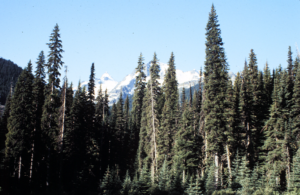 Engelmann spruce - Province of British Columbia