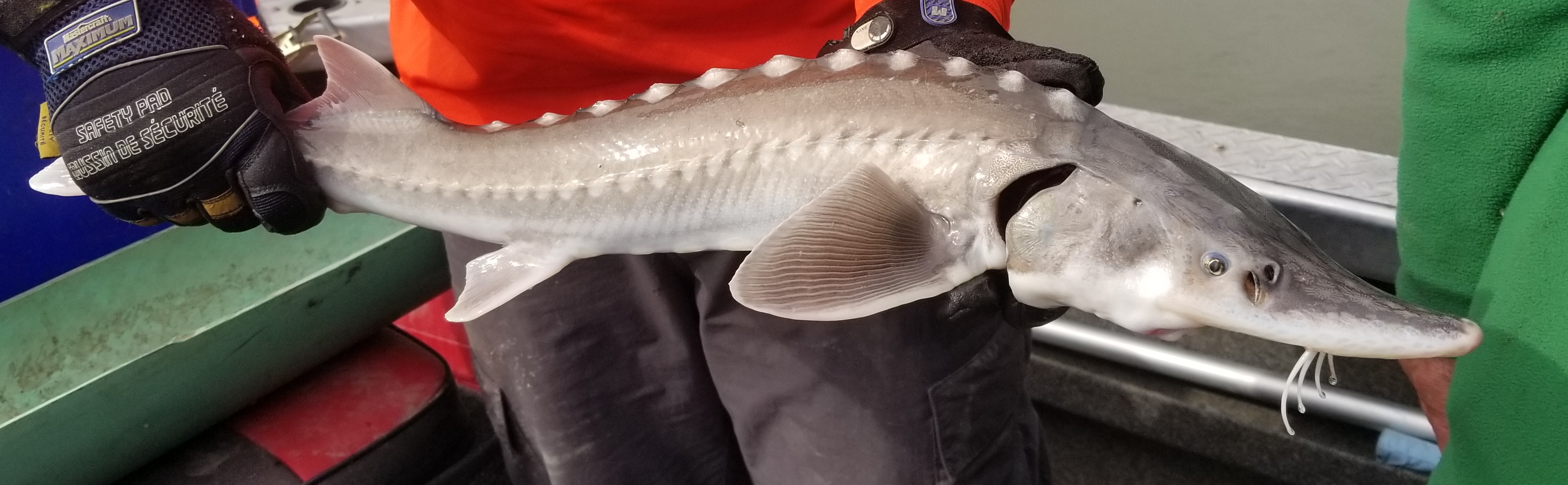 Submit Fish Data - Province of British Columbia