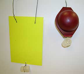 Prevention and Management of Apple Maggot in Commercial Apple Orchards ...