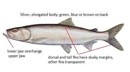 Notable BC Freshwater Fish - Province of British Columbia