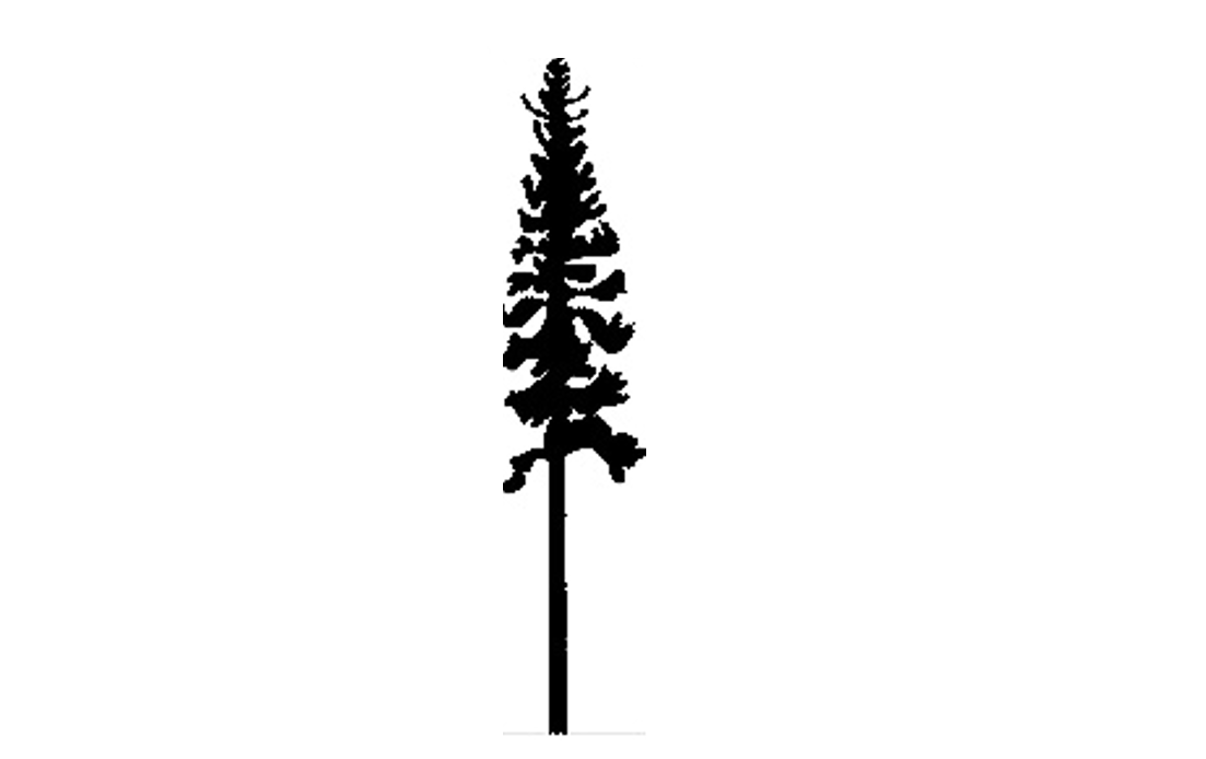 Western white pine - Province of British Columbia