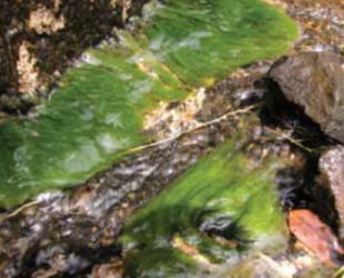 How to recognize an algae bloom - Province of British Columbia