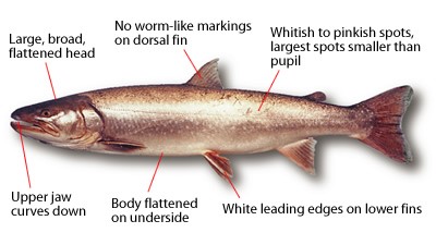 Notable BC Freshwater Fish - Province of British Columbia