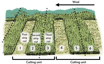 Part 3 - Variations of silvicultural systems - Province of British Columbia