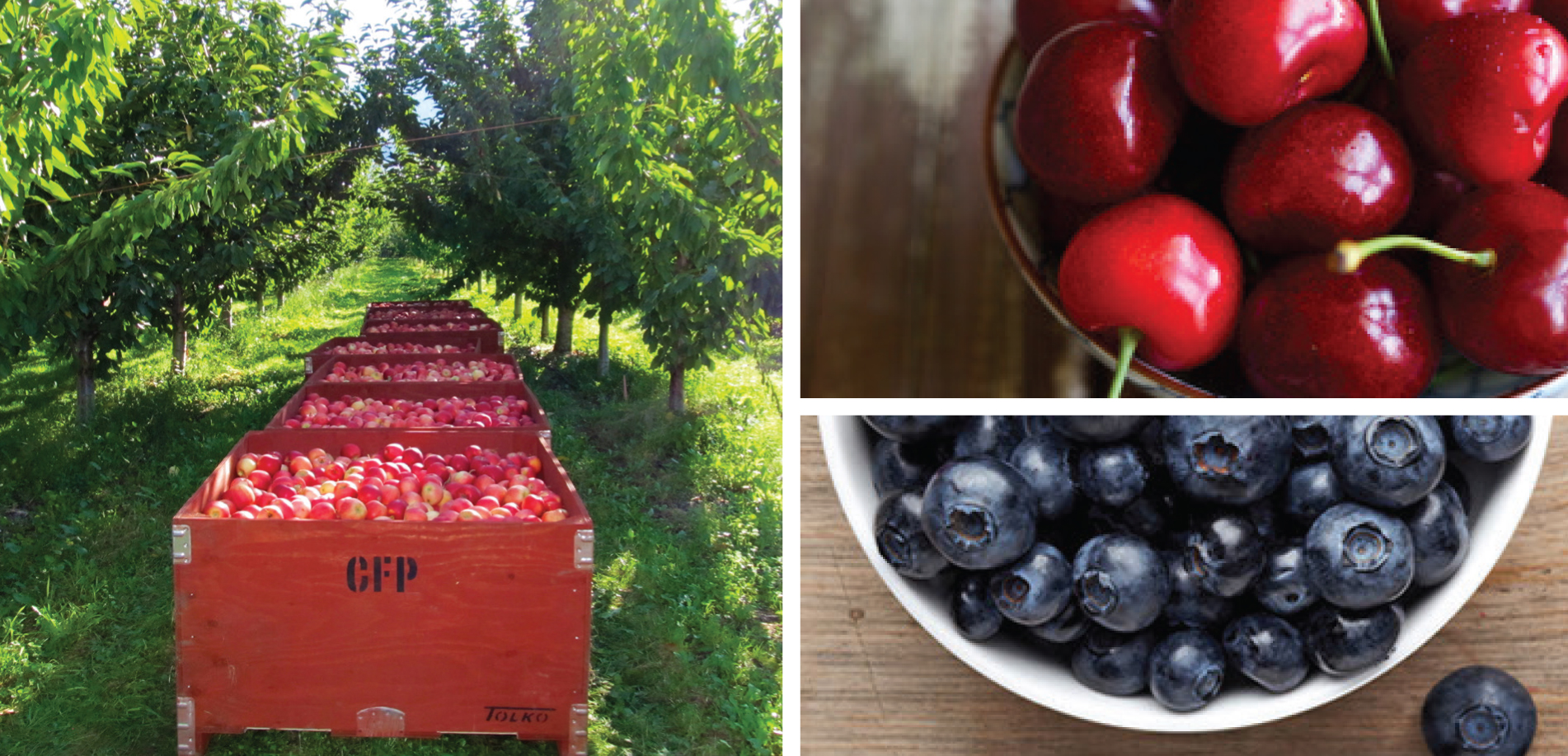 Consolidated Fruit Packers - Province of British Columbia