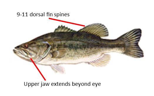 Notable BC Freshwater Fish - Province of British Columbia