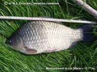 Invasive Fish - Province of British Columbia