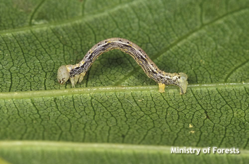 Western hemlock looper - Province of British Columbia