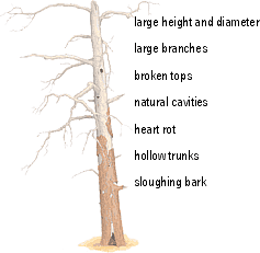 3.3 Wildlife trees - Province of British Columbia