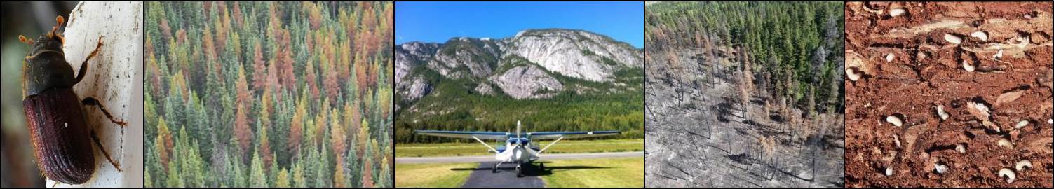 Forest insects and pathogens - Province of British Columbia