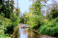 Riparian areas - Province of British Columbia