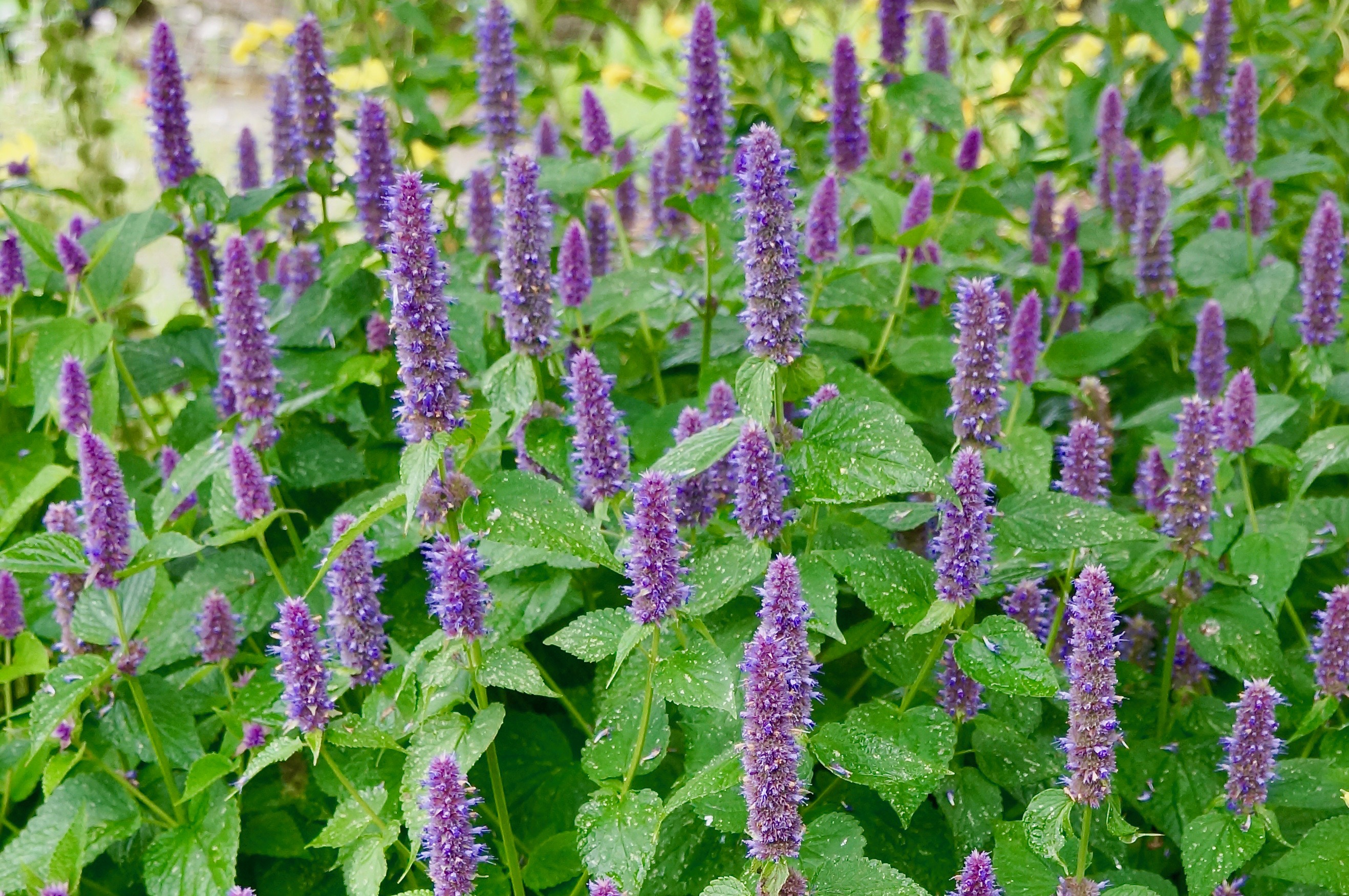 Selecting bee forage plants - Province of British Columbia