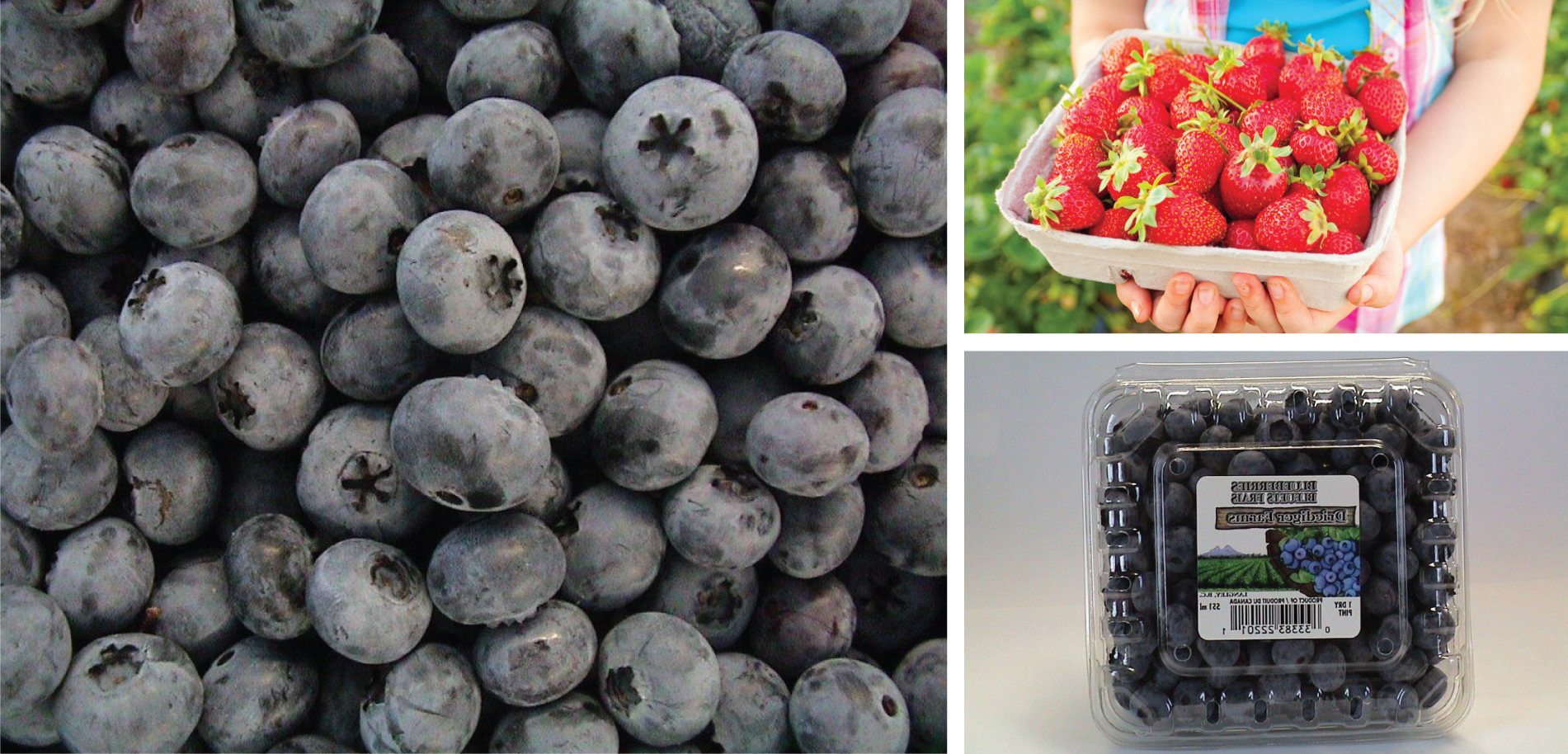 Blueridge Produce - Province of British Columbia