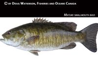 Invasive Fish - Province of British Columbia