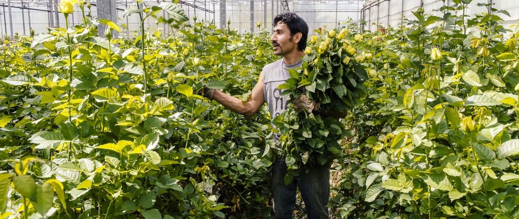 Rural Economic Diversification and Infrastructure Program (REDIP ...