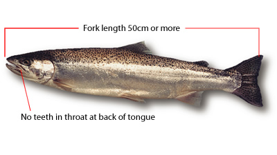 Notable BC Freshwater Fish - Province of British Columbia