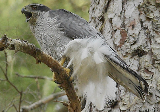 Northern Goshawk - Province of British Columbia