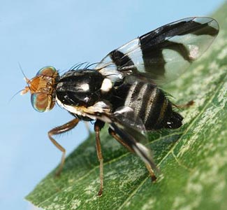 Prevention and Management of Apple Maggot in Commercial Apple Orchards ...