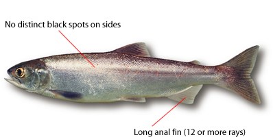 Notable BC Freshwater Fish - Province of British Columbia