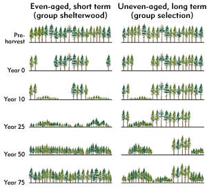 Part 3 - Variations of silvicultural systems - Province of British Columbia