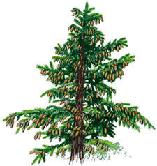 Part 2 - Major parts of silvicultural systems - Province of British ...