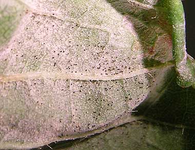 Stone Fruit Powdery Mildew - Province of British Columbia