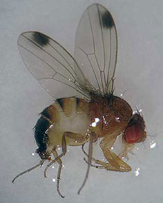 Spotted wing drosophila - Province of British Columbia
