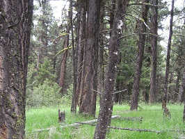 Old growth forest images - Province of British Columbia