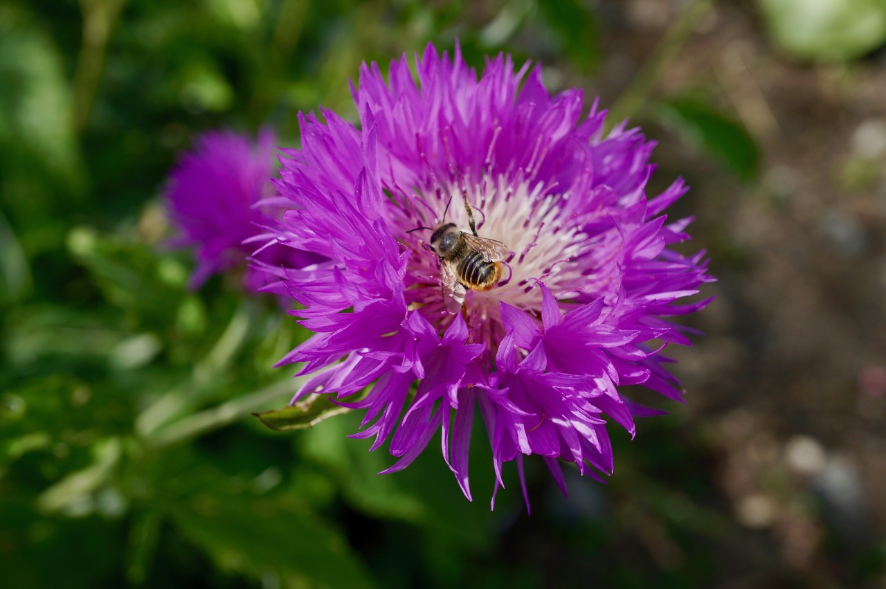 Selecting bee forage plants - Province of British Columbia