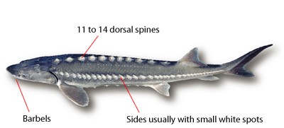 Notable BC Freshwater Fish - Province of British Columbia
