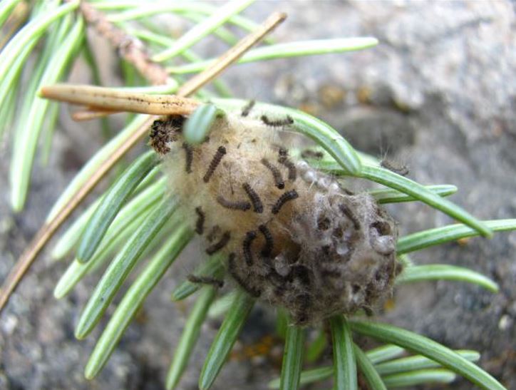 Douglas-fir tussock moth - Province of British Columbia