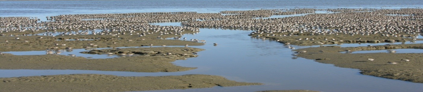 Roberts Bank Wildlife Management Area - Province of British Columbia