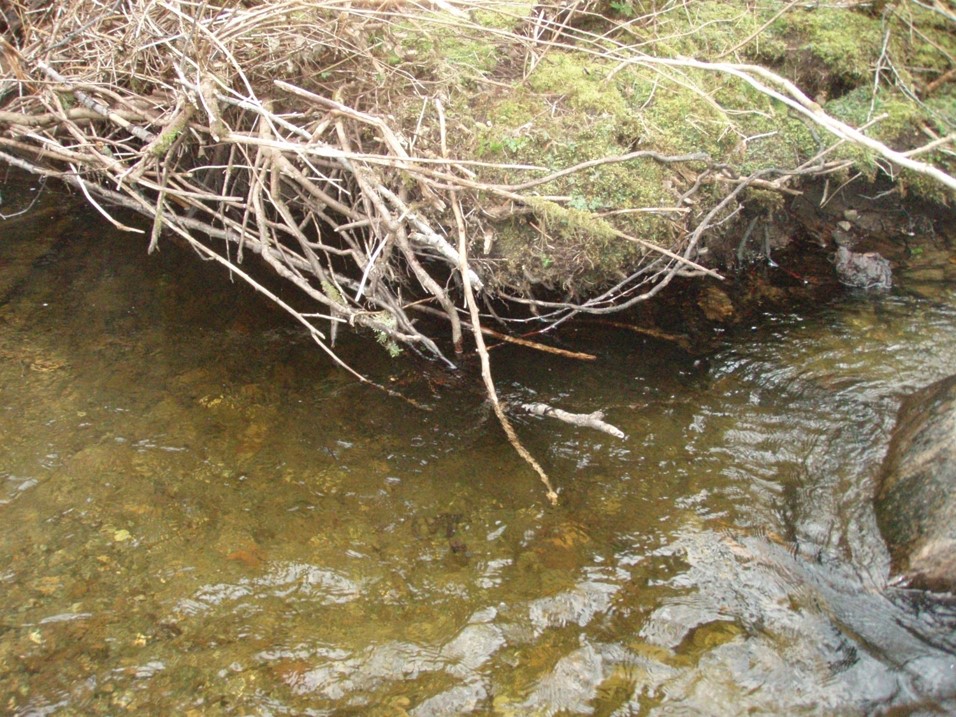 Lesson 4 - RREE Conventions - Province of British Columbia